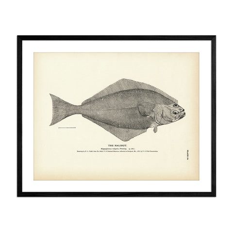 Halibut - 1884 Print | Muir Way
