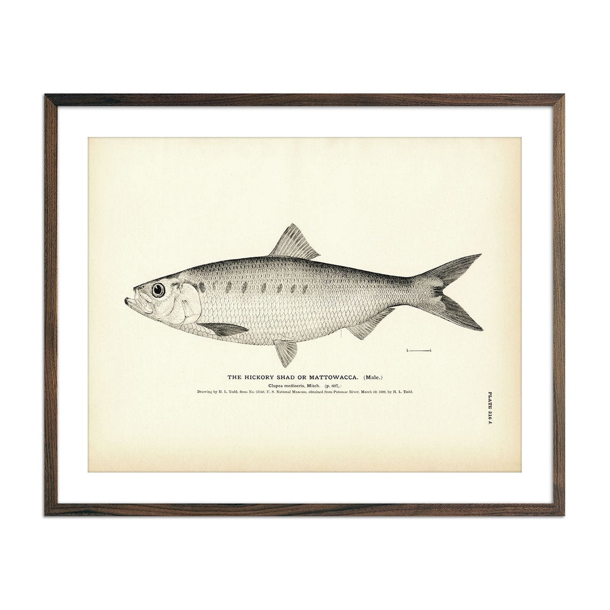 Hickory Shad (Male) (Mattowacca) - 1884 Print | Muir Way