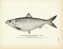 Hickory Shad (Female) (Mattowacca) - 1884 Print | Muir Way
