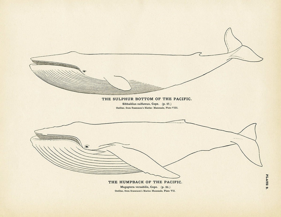 Humpback of the Pacific and Sulphur Bottom of the Pacific - 1884 Print ...