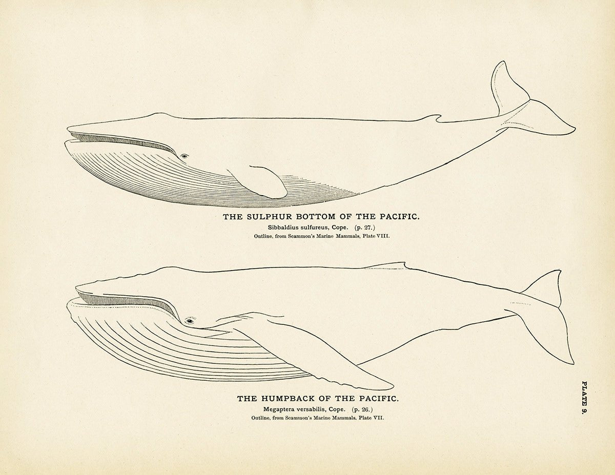 Humpback of the Pacific and Sulphur Bottom of the Pacific - 1884 Print ...