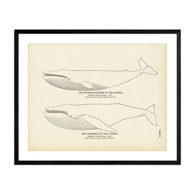 Humpback of the Pacific and Sulphur Bottom of the Pacific - 1884 Print ...