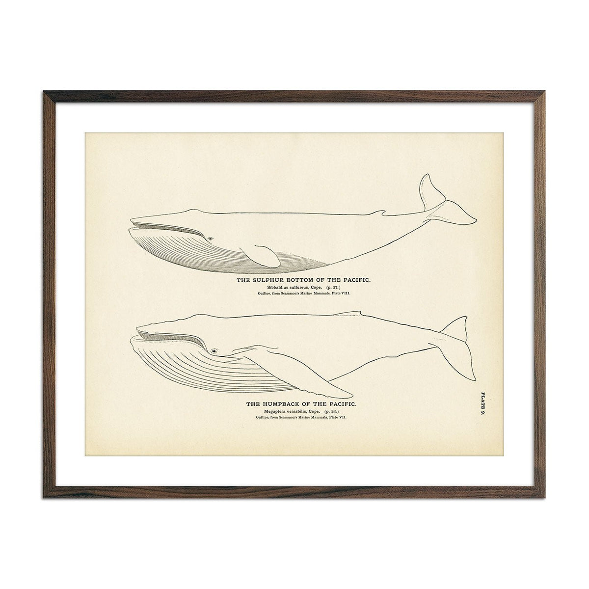Humpback of the Pacific and Sulphur Bottom of the Pacific - 1884 Print ...