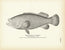 Jew-Fish (Warsaw) - 1884 Print | Muir Way