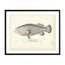 Jew-Fish (Warsaw) - 1884 Print | Muir Way