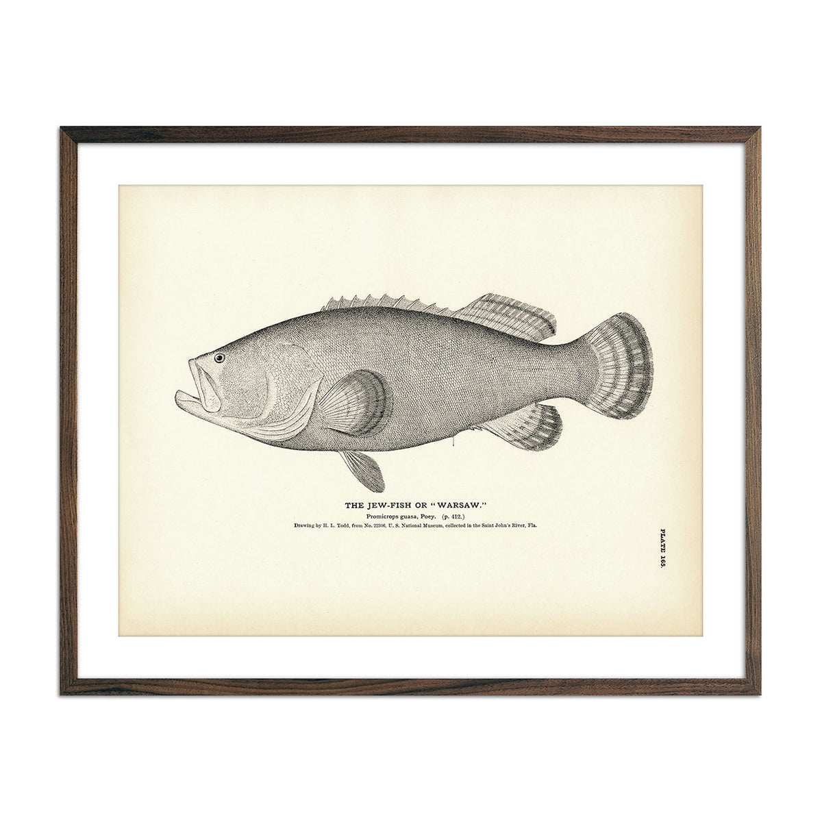 Jew-Fish (Warsaw) - 1884 Print | Muir Way