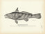 Kingfish (Sea Mink) - 1884 Print | Muir Way
