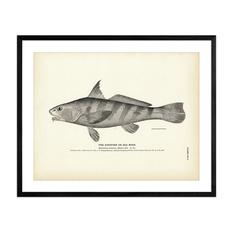 Kingfish (Sea Mink) - 1884 Print | Muir Way