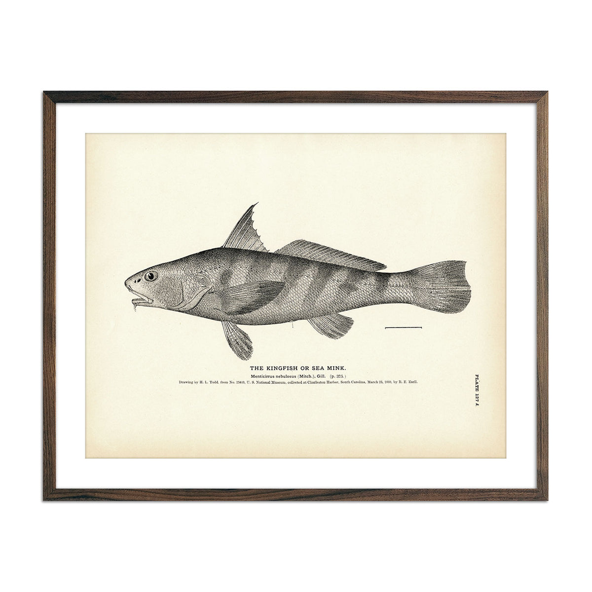 Kingfish (Sea Mink) - 1884 Print | Muir Way