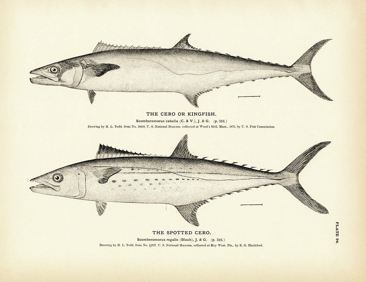Cero (Kingfish) and Spotted Cero - 1884 Print | Muir Way