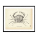 Lady Crab - 1884 Print | Muir Way