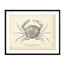 Lady Crab - 1884 Print | Muir Way