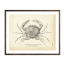 Lady Crab - 1884 Print | Muir Way