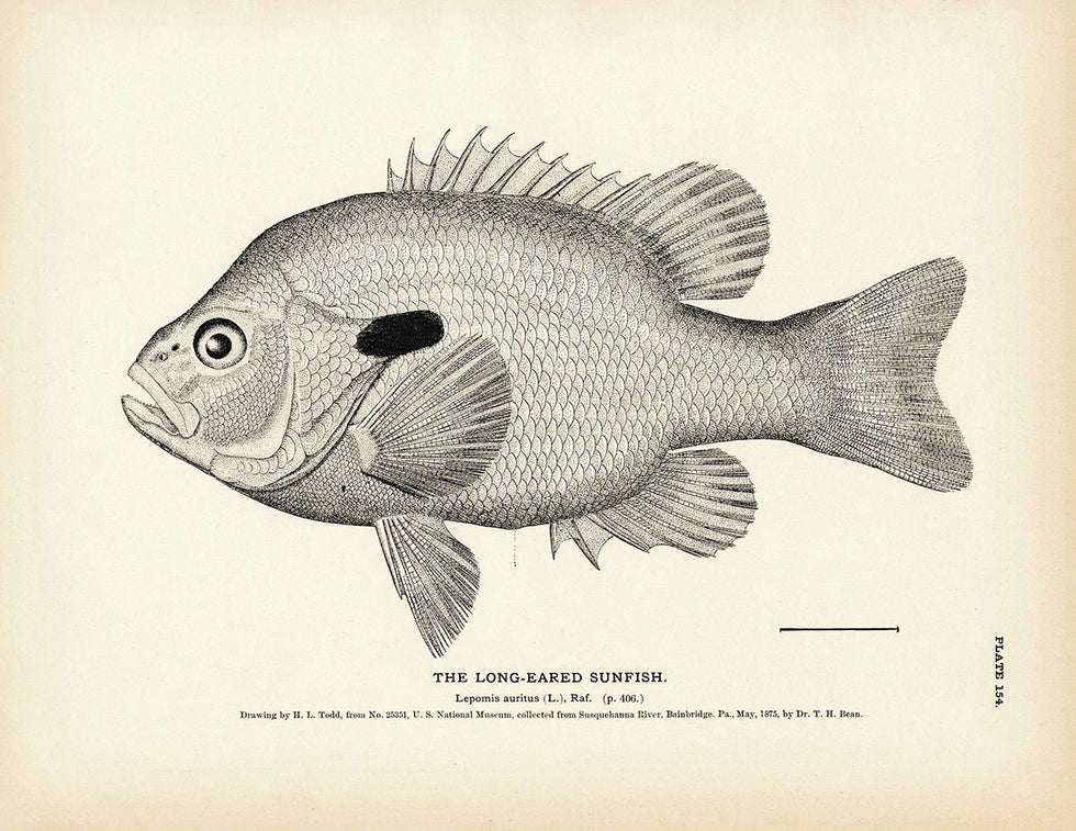 Long-Eared Sunfish - 1884 Print | Muir Way