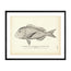 Margate Fish (Bastard Snapper) (Charleston Porgy) - 1884 Print | Muir Way