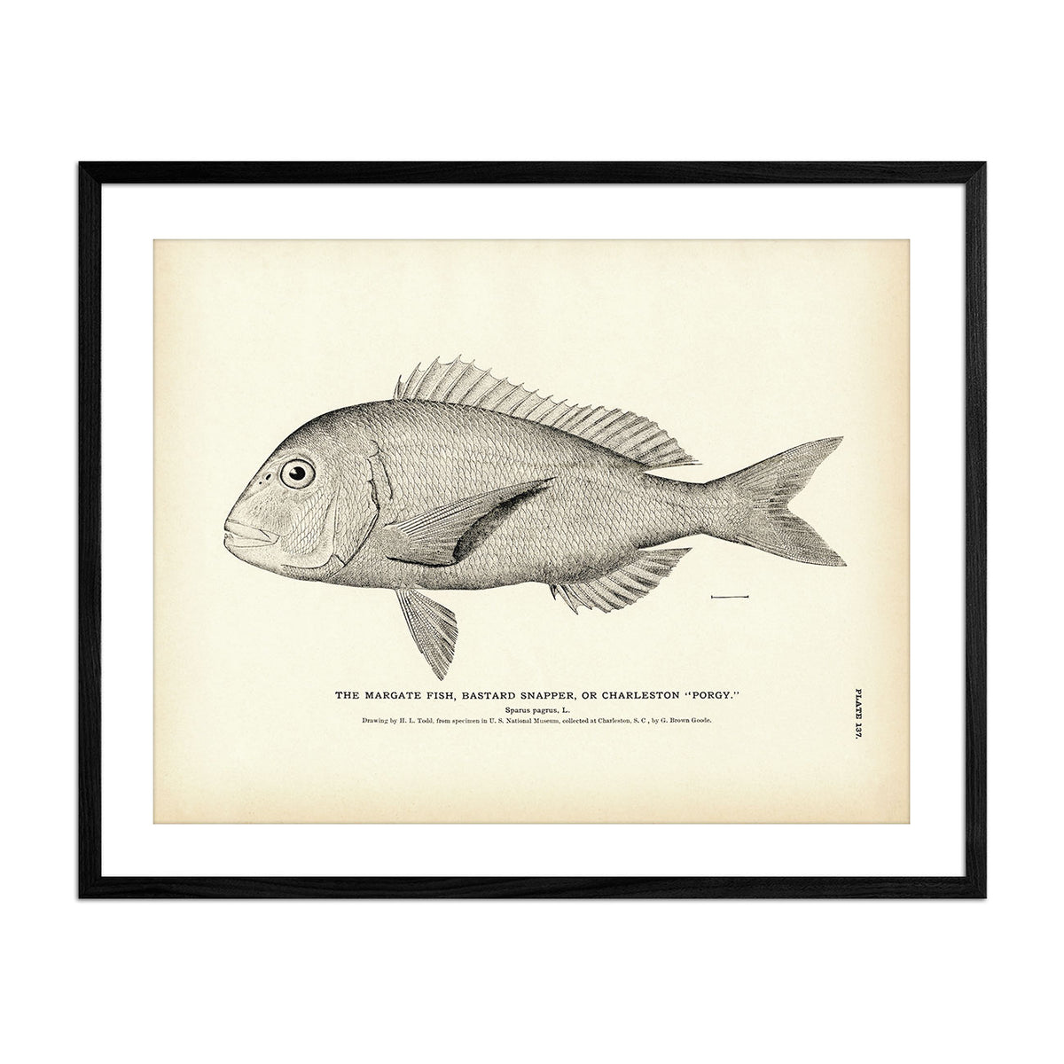 Margate Fish (Bastard Snapper) (Charleston Porgy) - 1884 Print | Muir Way