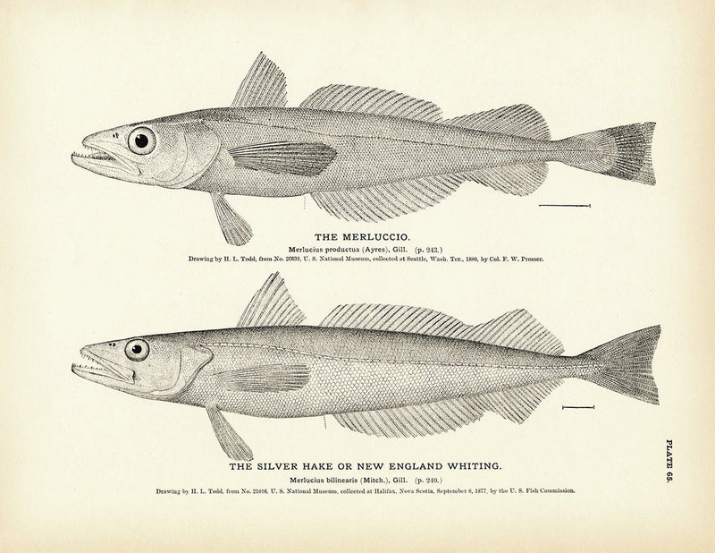 Merluccio and Silver Hake (New England Whiting) - 1884 Print | Muir Way