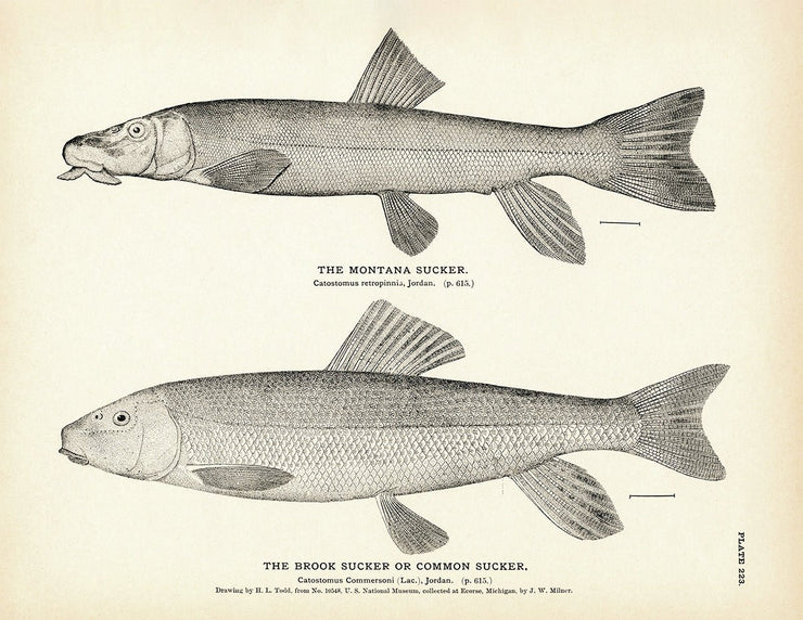 Montana Sucker and Brook Sucker (Common Sucker) - 1884 Print | Muir Way