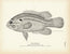 Mud-Bass - 1884 Print | Muir Way