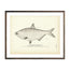 Mud Shad (Gizzard Shad) - 1884 Print | Muir Way
