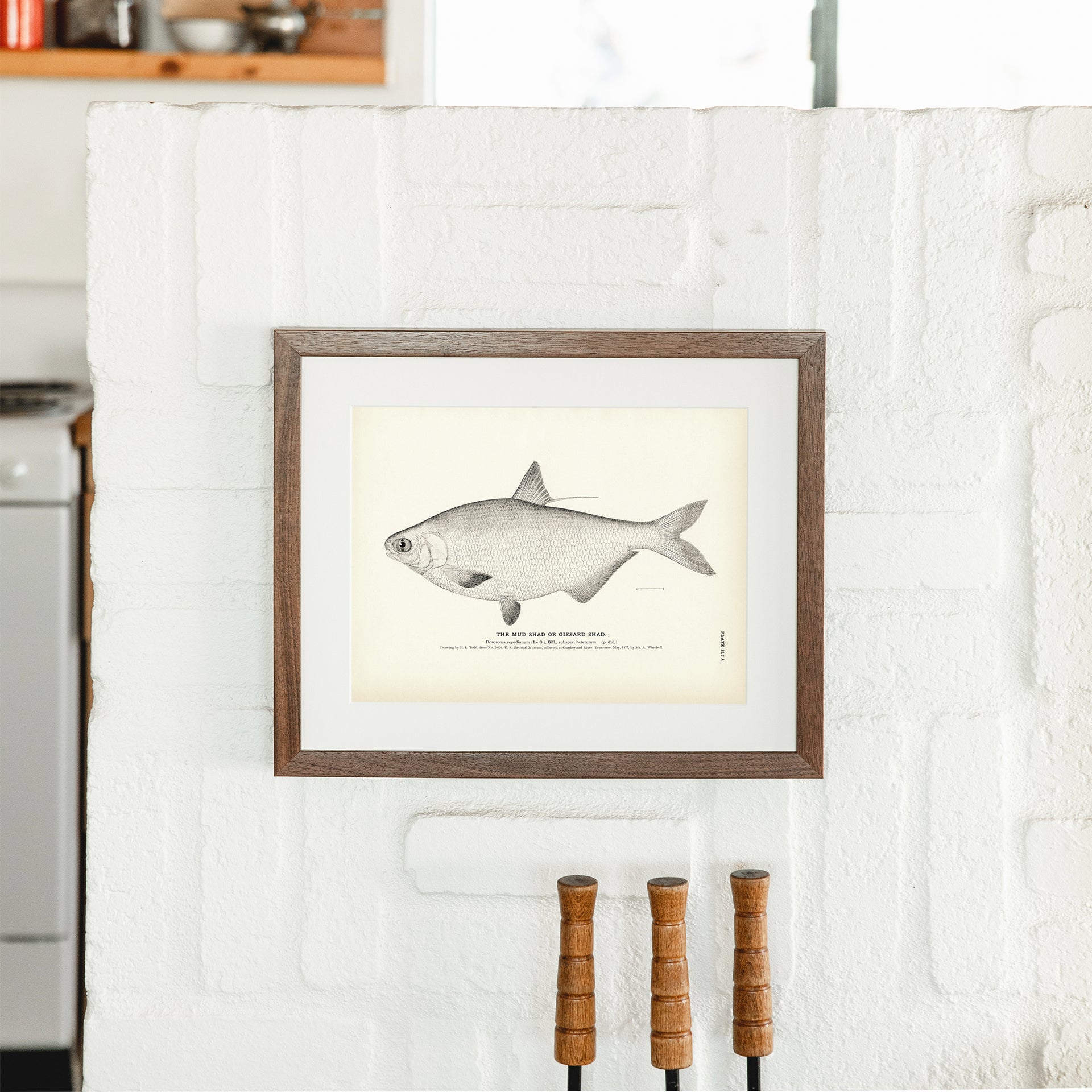Mud Shad (Gizzard Shad) - 1884 Print | Muir Way