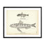 Muller's Scopelus and Snake-Fish - 1884 Print | Muir Way