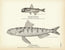 Muller's Scopelus and Snake-Fish - 1884 Print | Muir Way