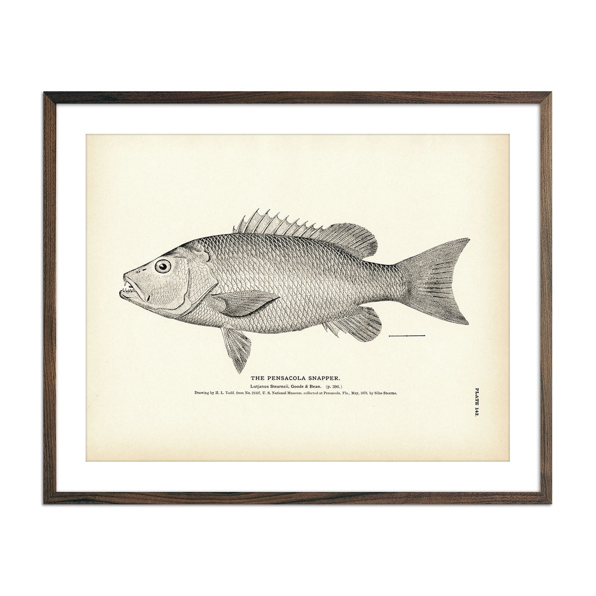 Pensacola Snapper - 1884 Print | Muir Way
