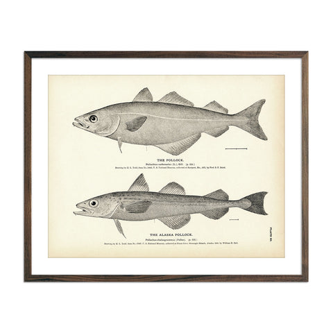 Pollock and Alaska Pollock - 1884 Print | Muir Way