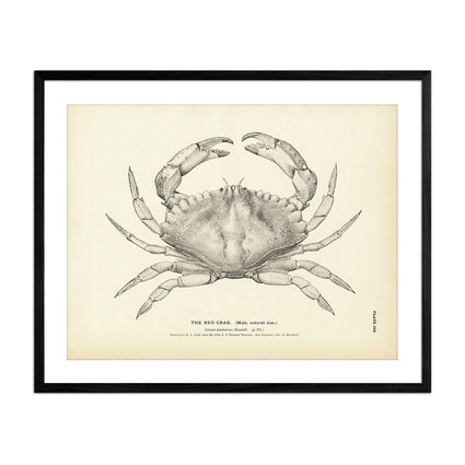 Red Crab - 1884 Print | Muir Way