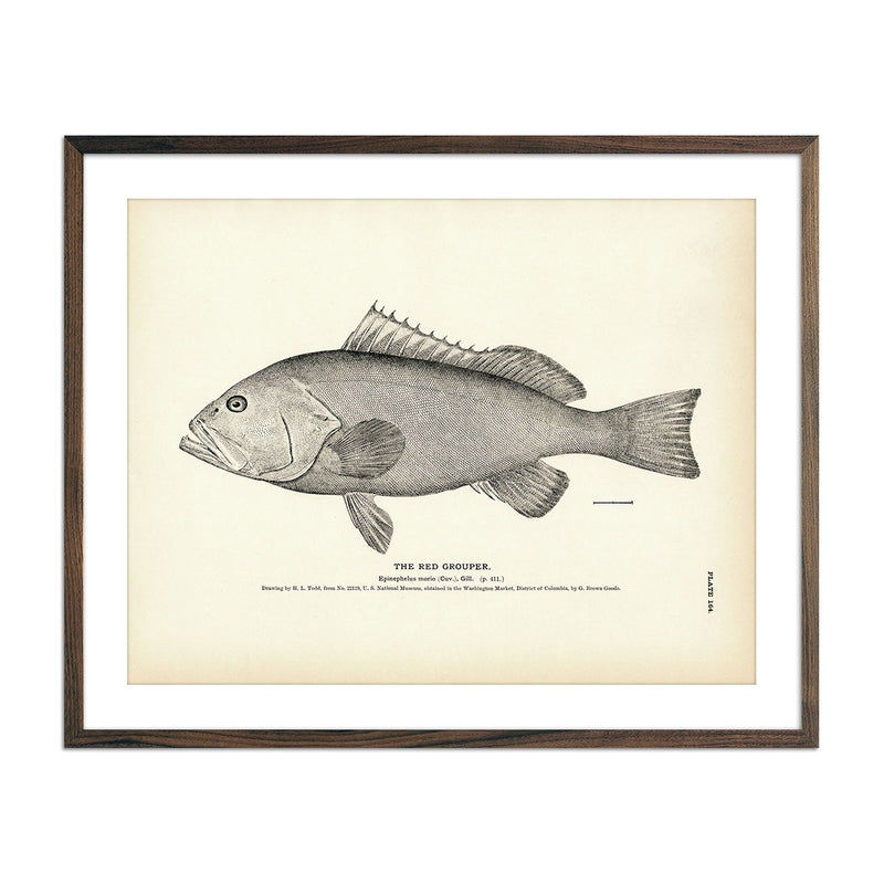 Red Grouper - 1884 Print | Muir Way