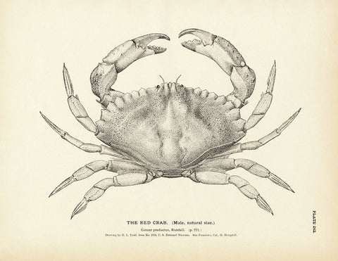Red Crab - 1884 Print | Muir Way