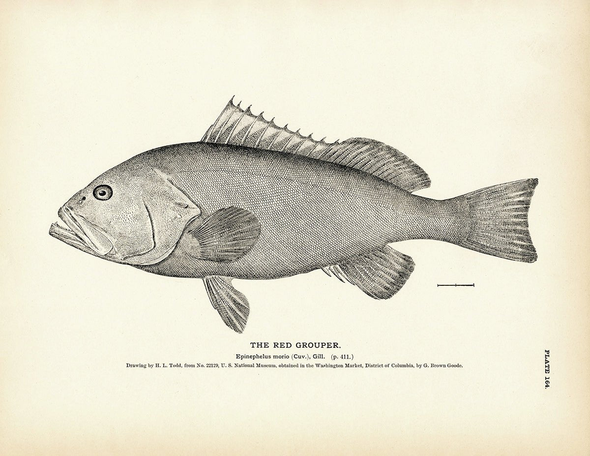 Red Grouper - 1884 Print | Muir Way