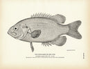 Rock-Bass (Red Eye) - 1884 Print | Muir Way