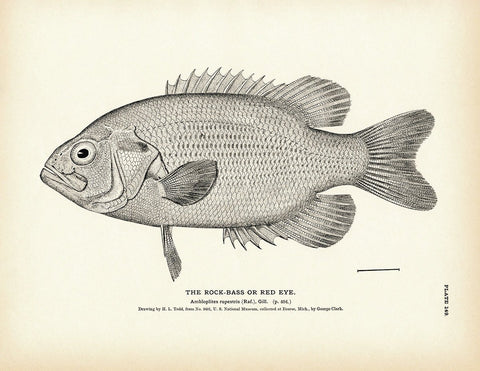 Rock-Bass (Red Eye) - 1884 Print | Muir Way