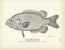 Rock-Bass (Red Eye) - 1884 Print | Muir Way