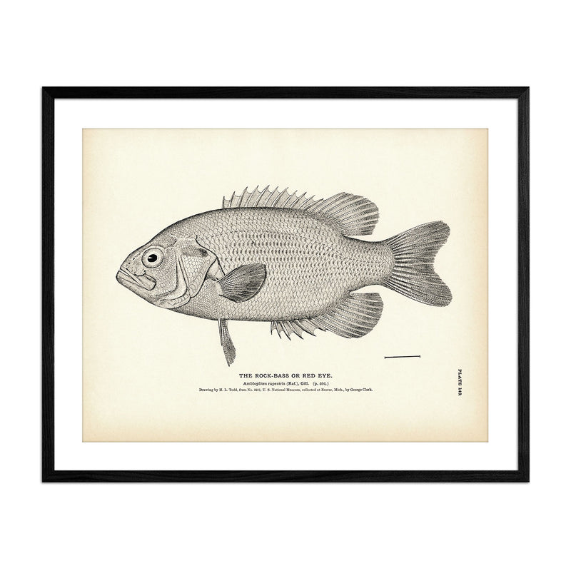 Rock-Bass (Red Eye) - 1884 Print | Muir Way