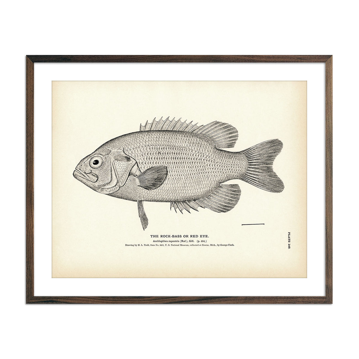 Rock-Bass (Red Eye) - 1884 Print | Muir Way