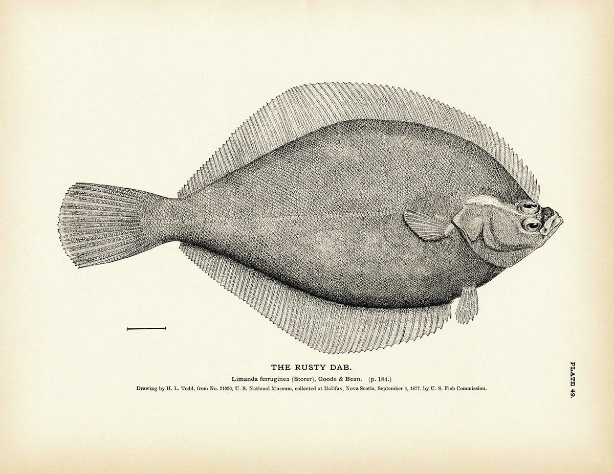 Rusty Dab - 1884 Print | Muir Way