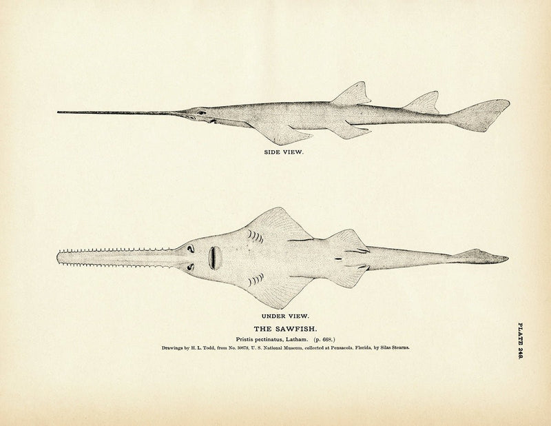 Sawfish - 1884 Print | Muir Way