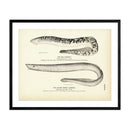 Sea Lamprey and Alaska Brook Lamprey - 1884 Print | Muir Way