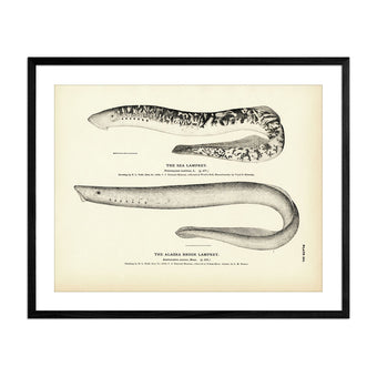 Sea Lamprey and Alaska Brook Lamprey - 1884 Print | Muir Way