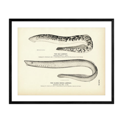 Sea Lamprey and Alaska Brook Lamprey - 1884 Print | Muir Way