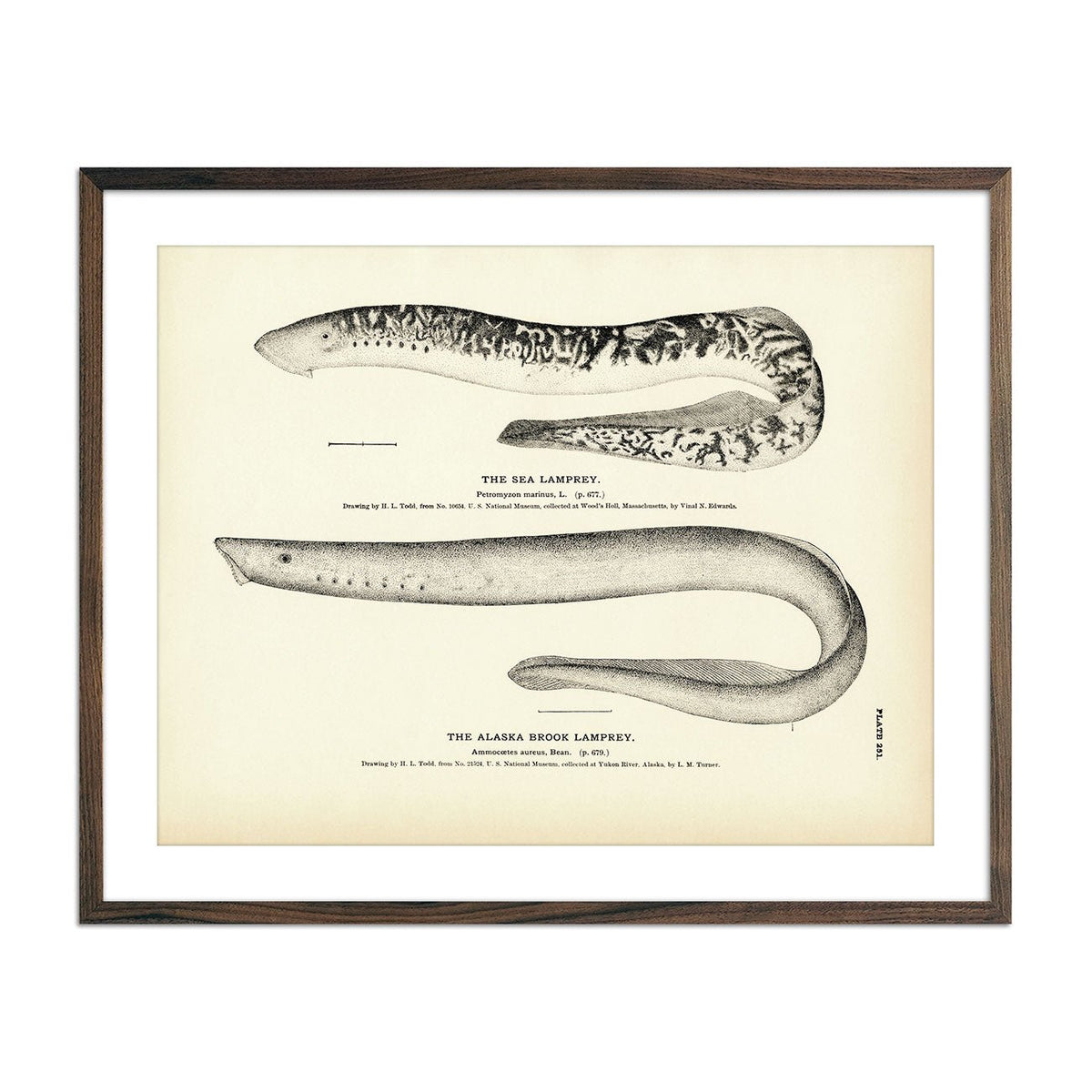 Sea Lamprey and Alaska Brook Lamprey - 1884 Print | Muir Way