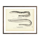 Sea Lamprey and Alaska Brook Lamprey - 1884 Print | Muir Way