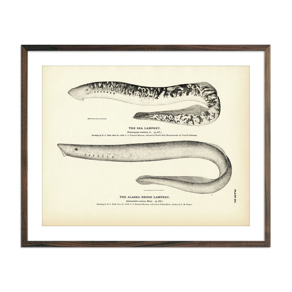 Sea Lamprey and Alaska Brook Lamprey - 1884 Print | Muir Way