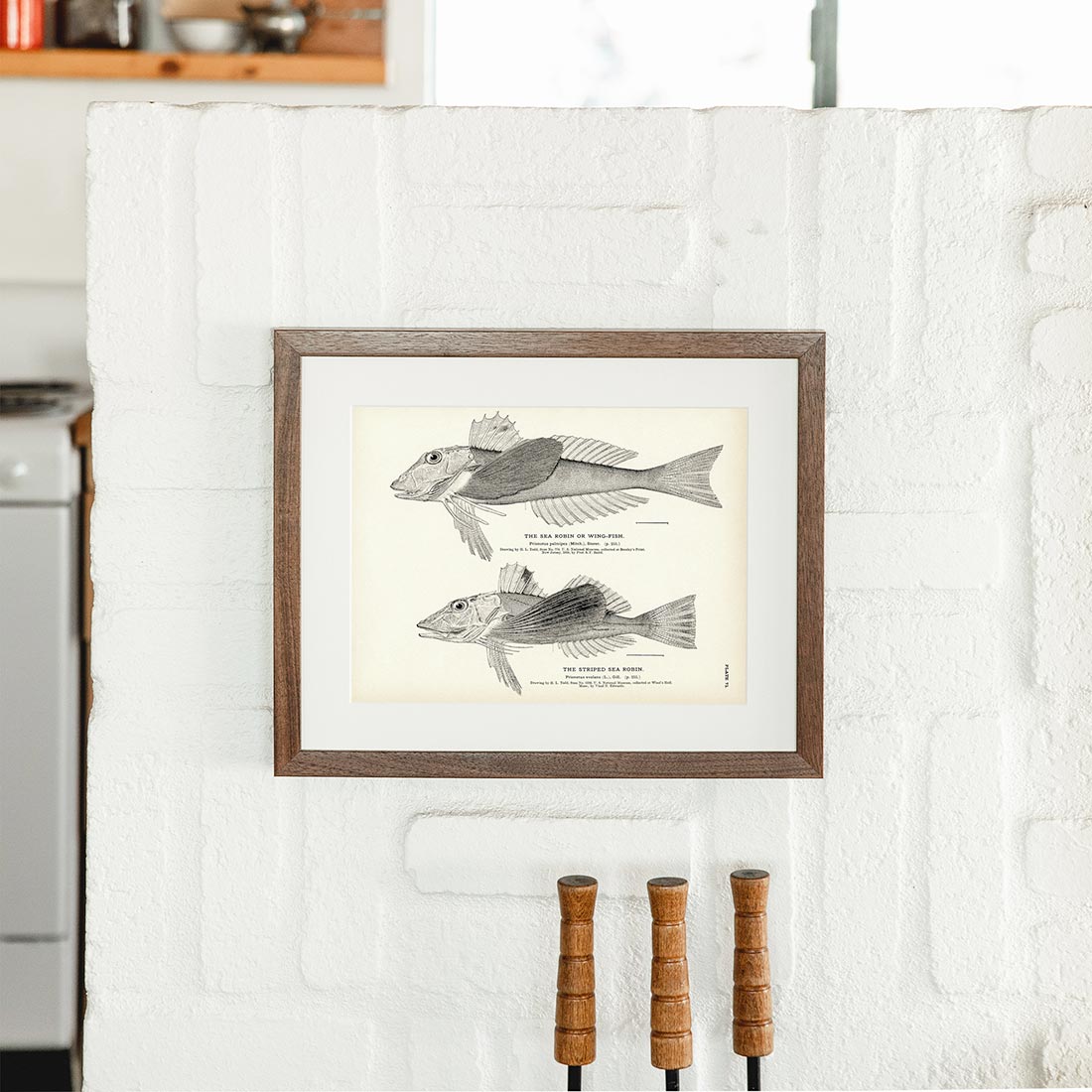 Sea Robin (Wing-Fish) and Striped Sea Robin - 1884 Print | Muir Way