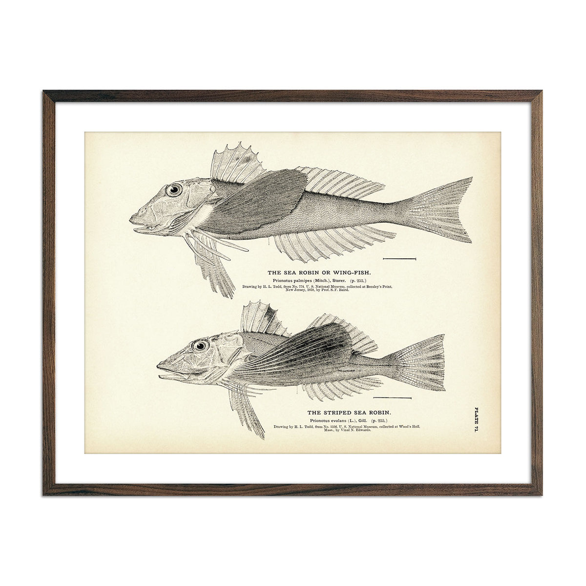 Sea Robin (Wing-Fish) and Striped Sea Robin - 1884 Print | Muir Way