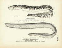Sea Lamprey and Alaska Brook Lamprey - 1884 Print | Muir Way
