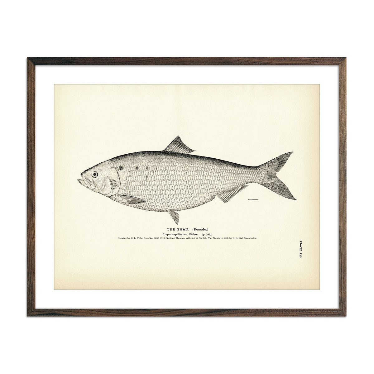 Shad (Female) - 1884 Print | Muir Way